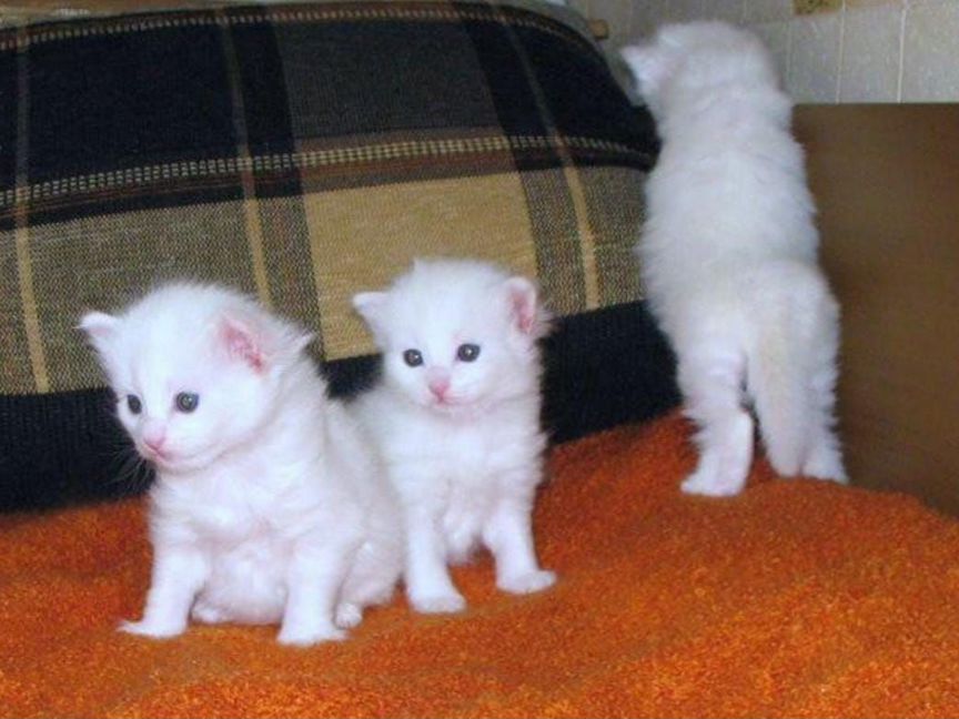 Турецкая ангора котятки