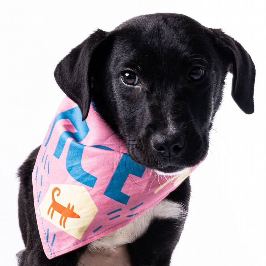 Собачка лапочка ищет хозяина в дар