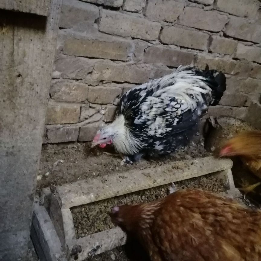 Петухи разных пород