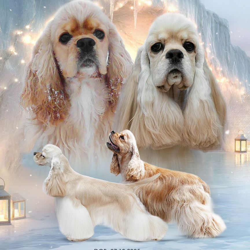 Американский кокер-спаниель, щенок