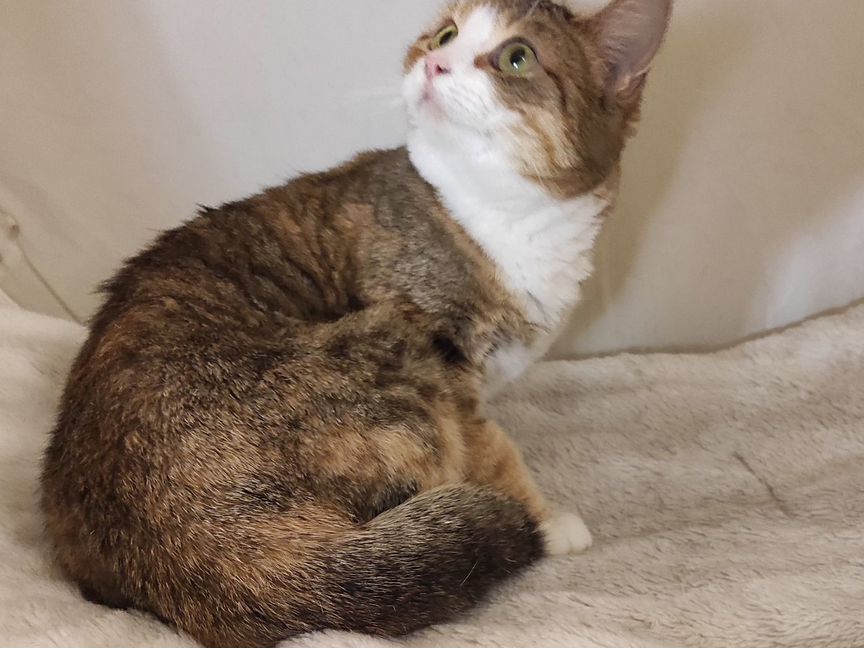 Лапуля Шуля. 10 месяцев. Кошка в добрые руки