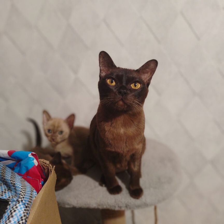 Европейская бурма