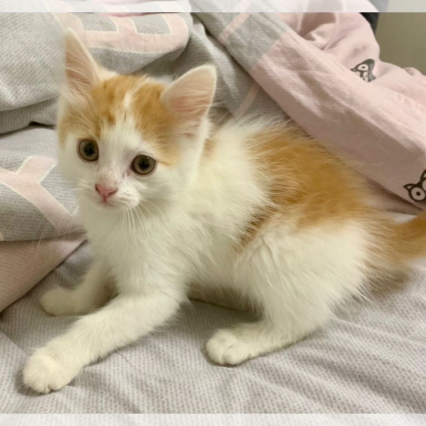 Котёнок в добрые руки
