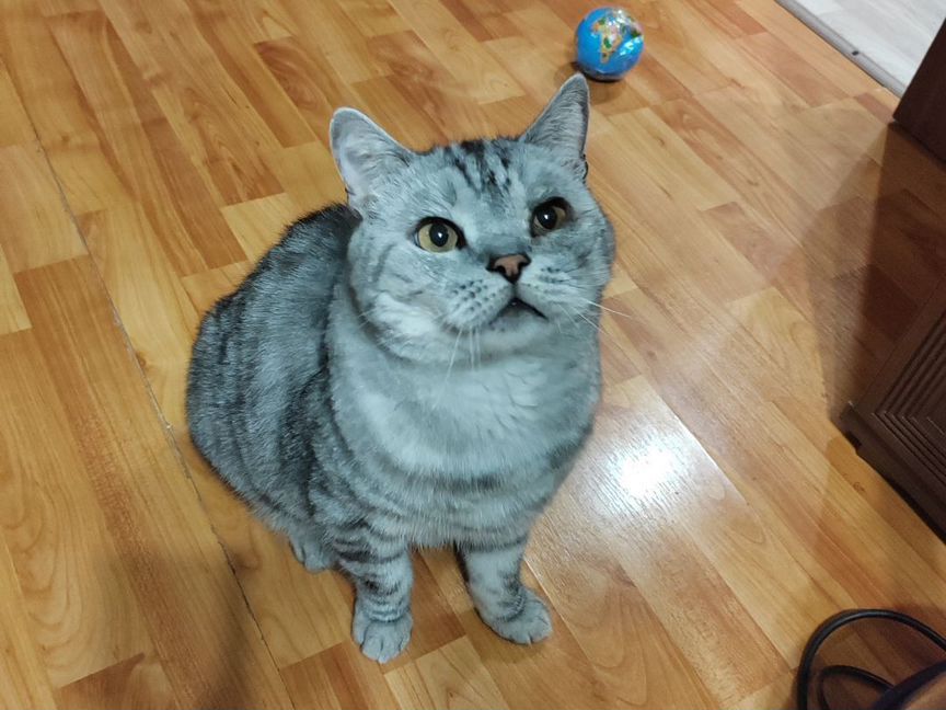 Породистый кот бесплатно