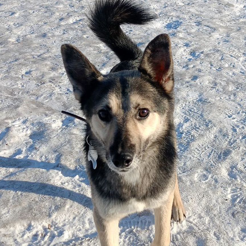 Взрослый пёс в добрые руки