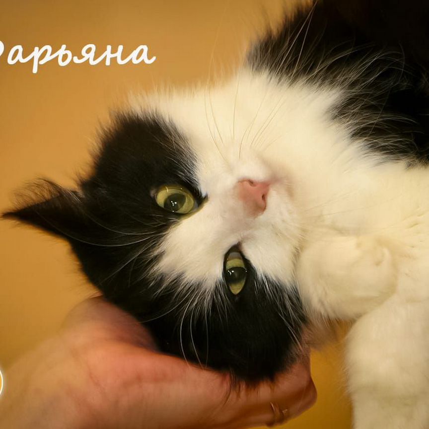 Кошка Дарьяна, 4 года