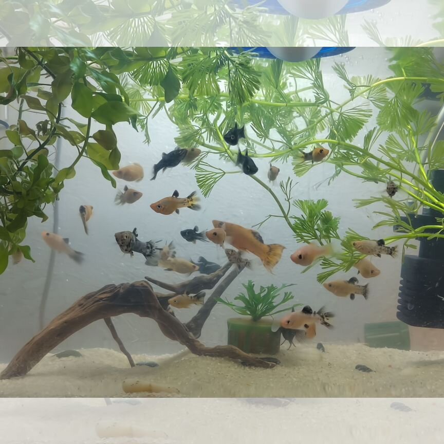 Рыбки аквариумные Моллинезии