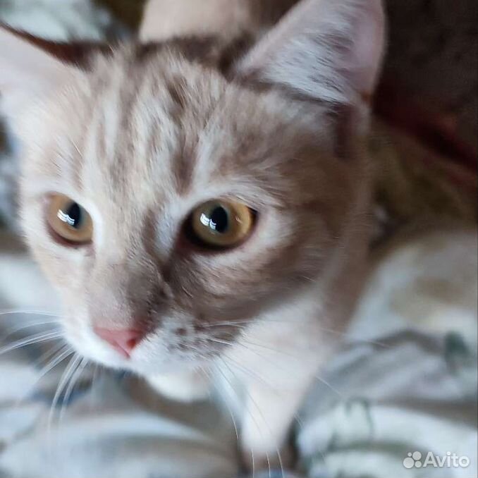 Кошка родила котят 24 июля,6 штук.Окрас красивый