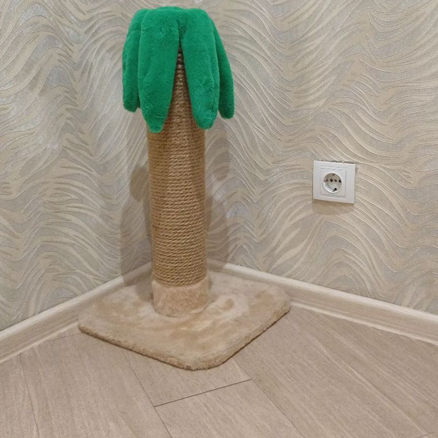 Когтеточка пальма