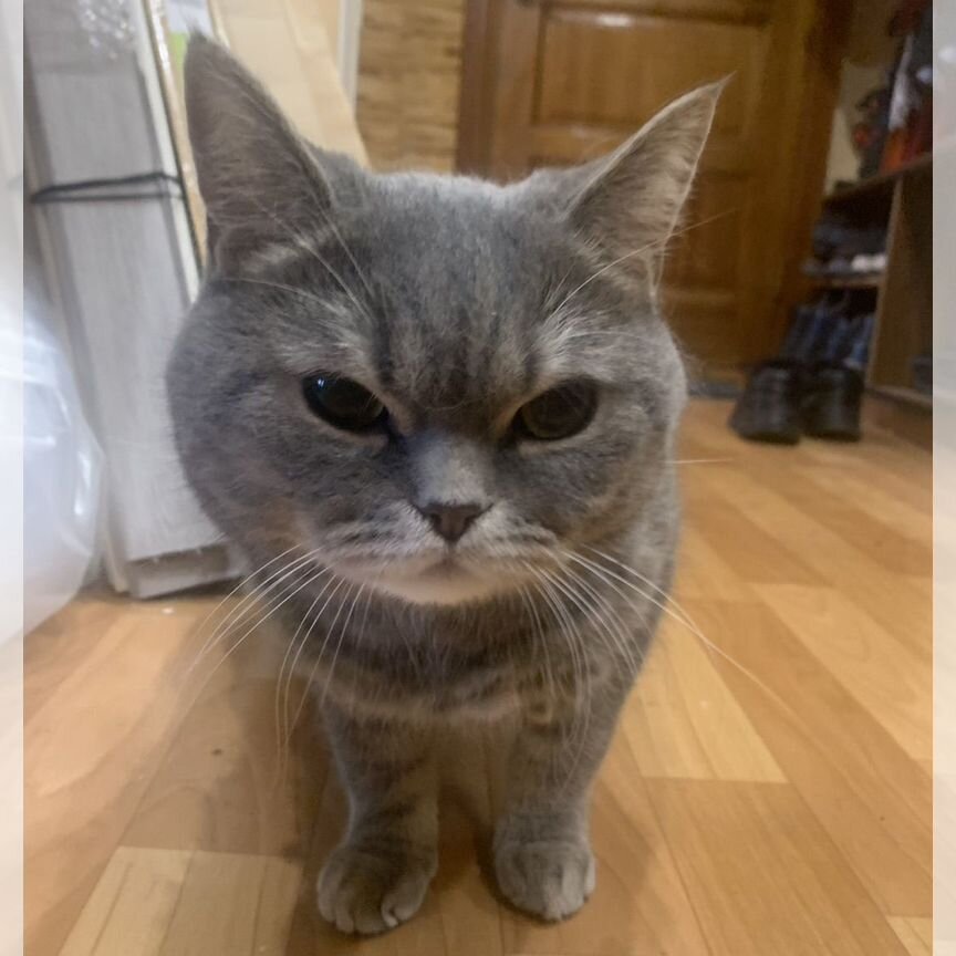 Отдам кота шотландец прямоухий