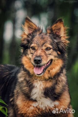 Собака в добрые руки