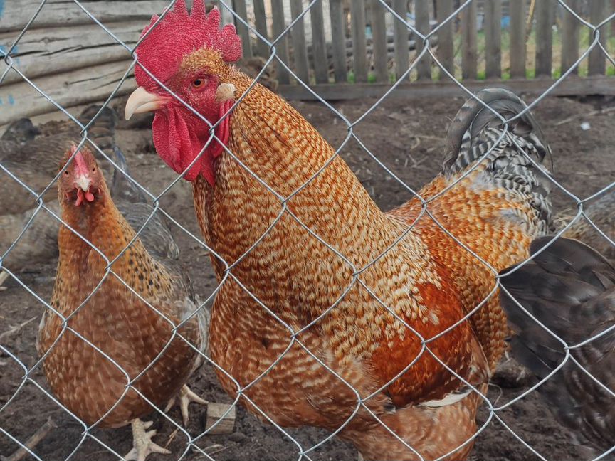 Петух белефельдер