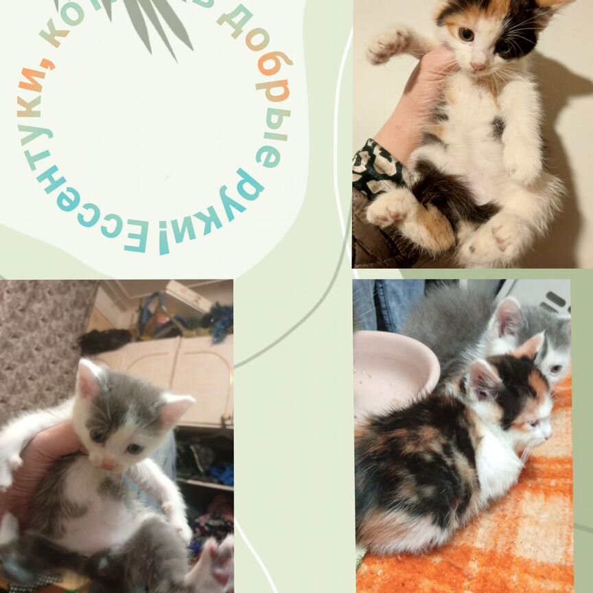 Котята в добрые руки