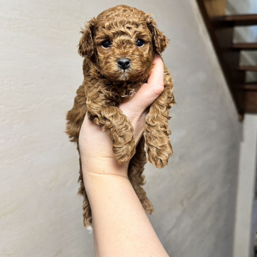 Мальтипу, щенок