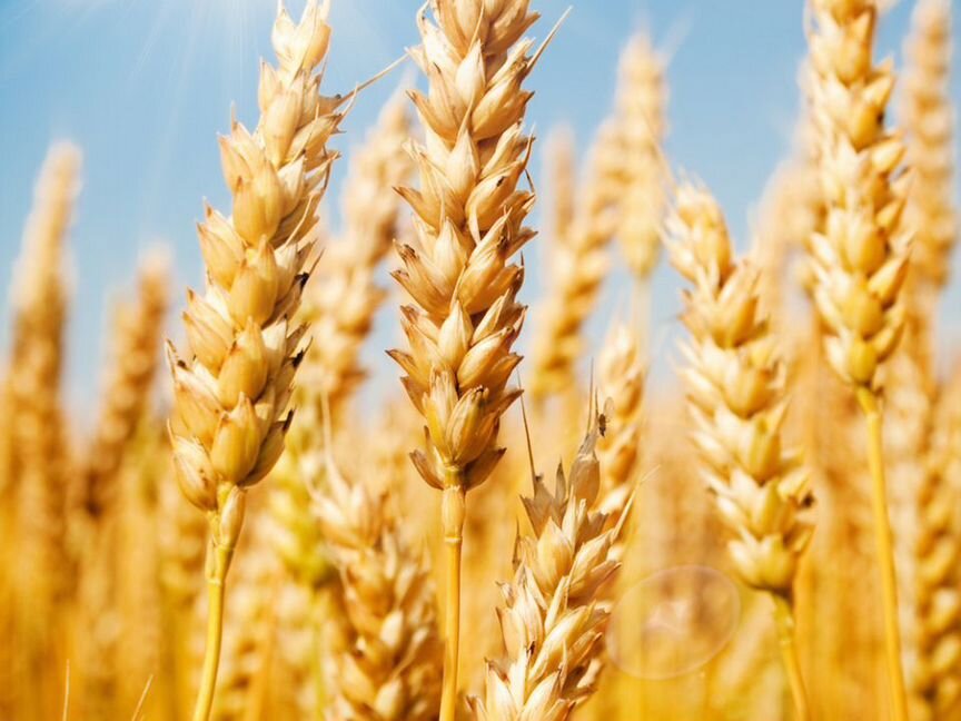 Ячмень, озимка