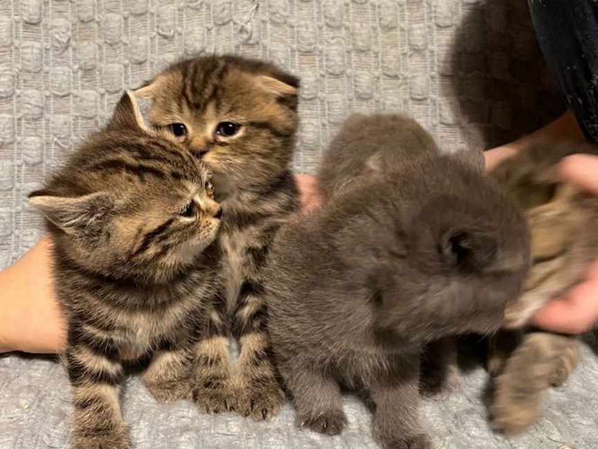 Вислоухие котята