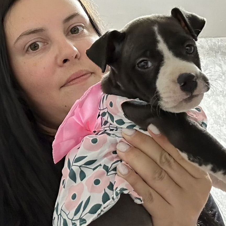 Американский стаффордширский терьер, щенок