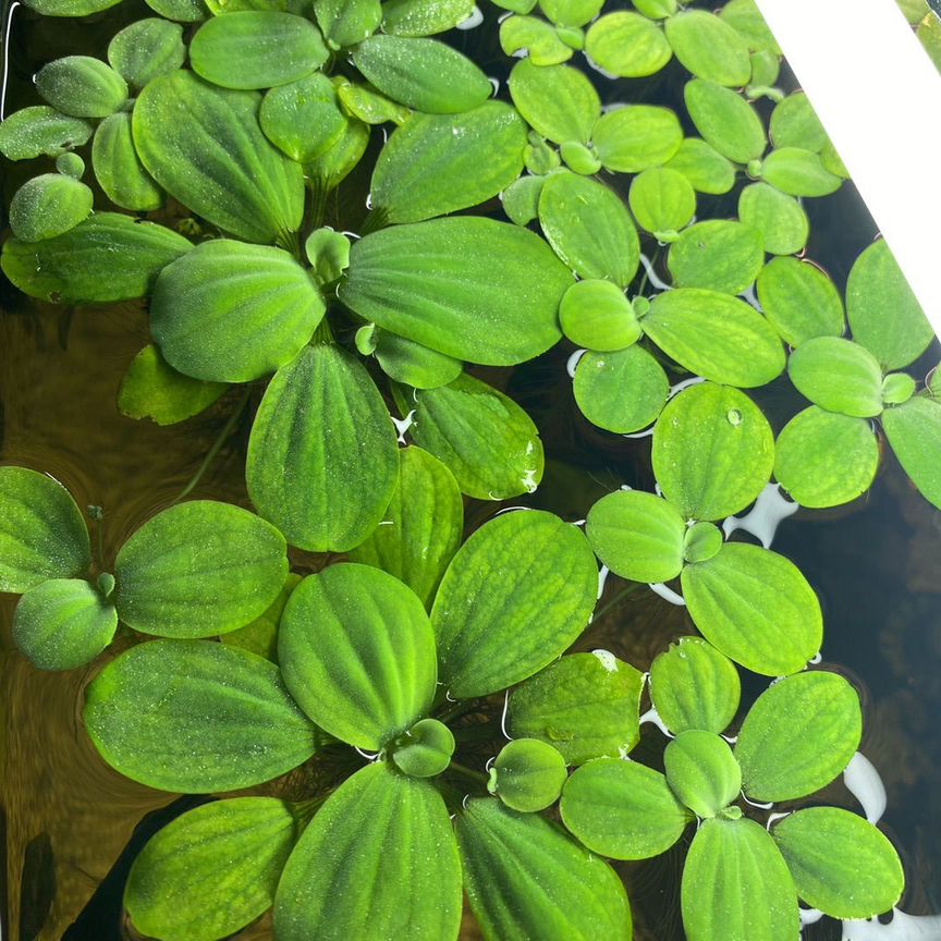 Аквариумное растение Пистия