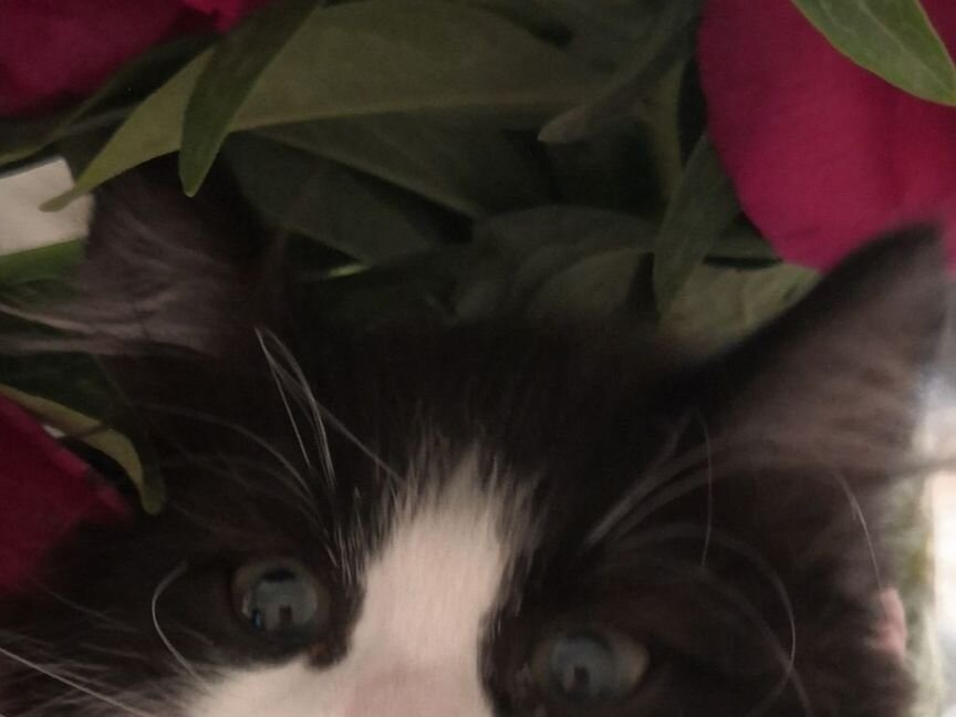 Котята мальчик бесплатно