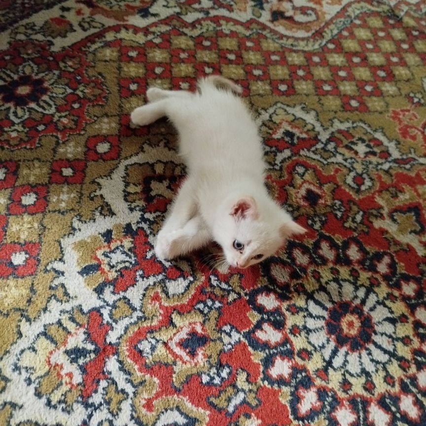 Кошечка