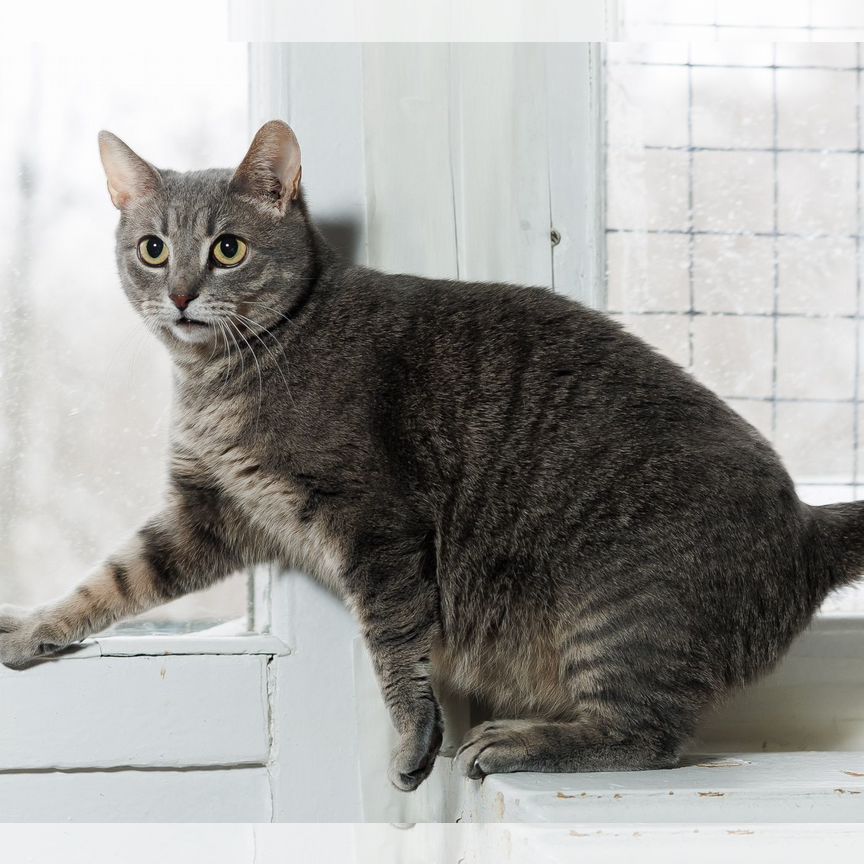 Взрослая, кошка в добрые руки