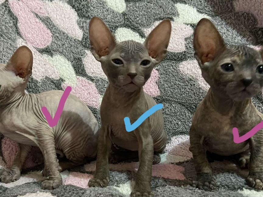 Донской сфинкс котята