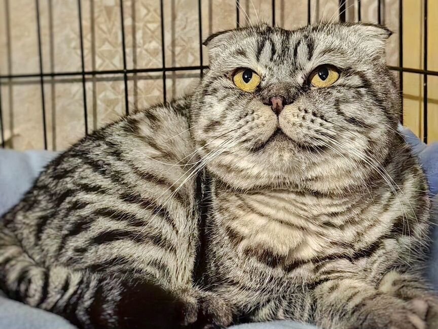 Шотландский котик в добрые руки