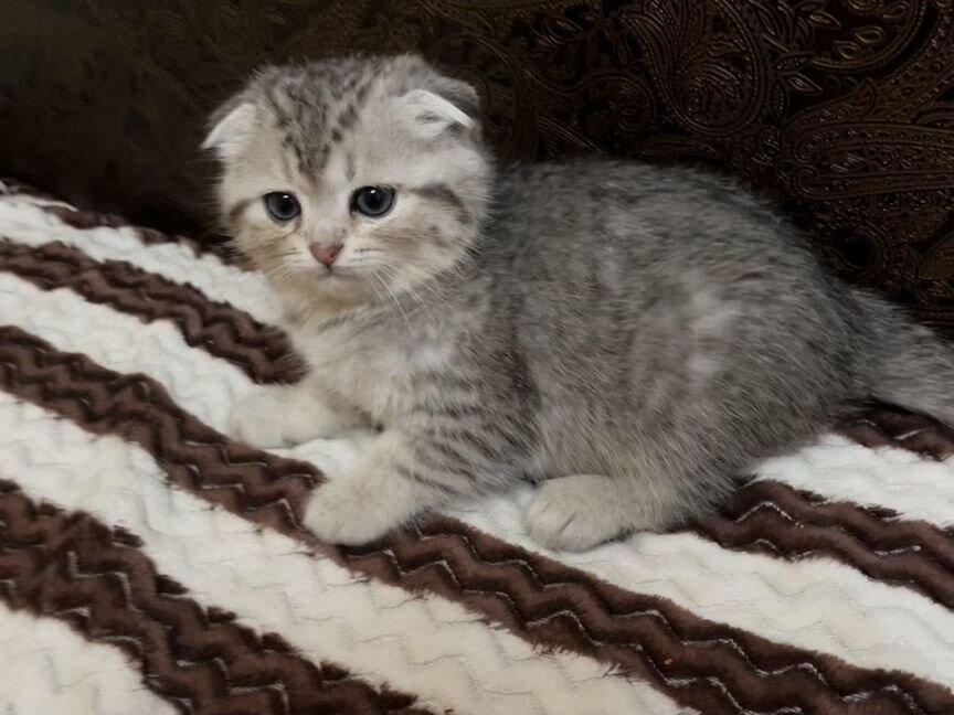 Шотландская вислоухая Скоттиш Фолд