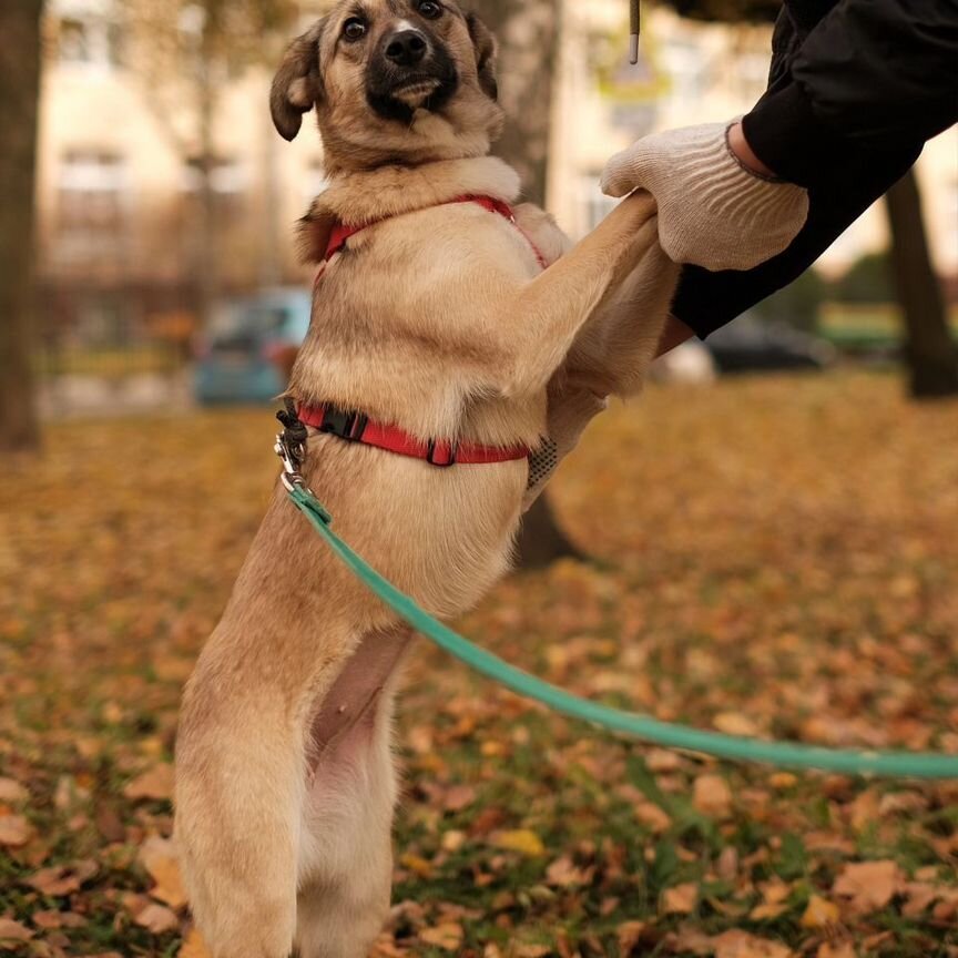 Маленькая собака в добрые руки