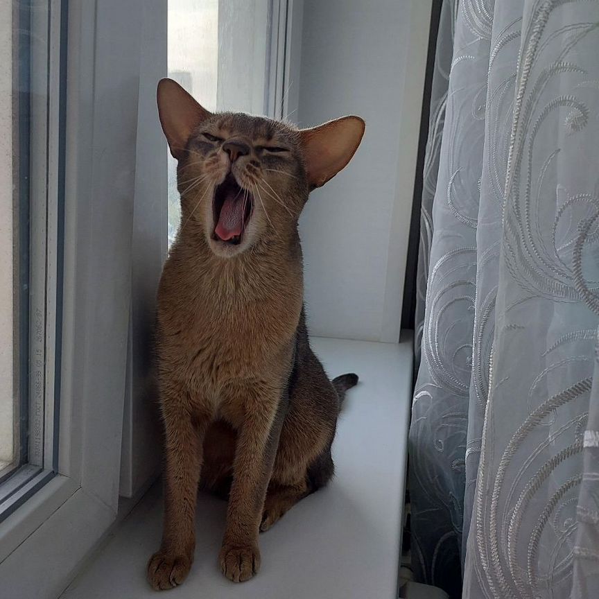 Кот