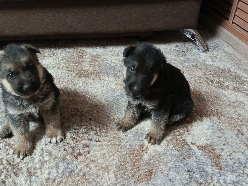 Щенята немецкие овчарки