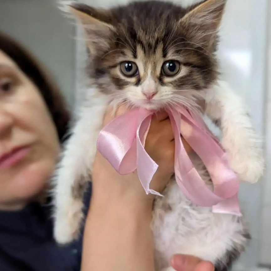 Сибирский котёнок