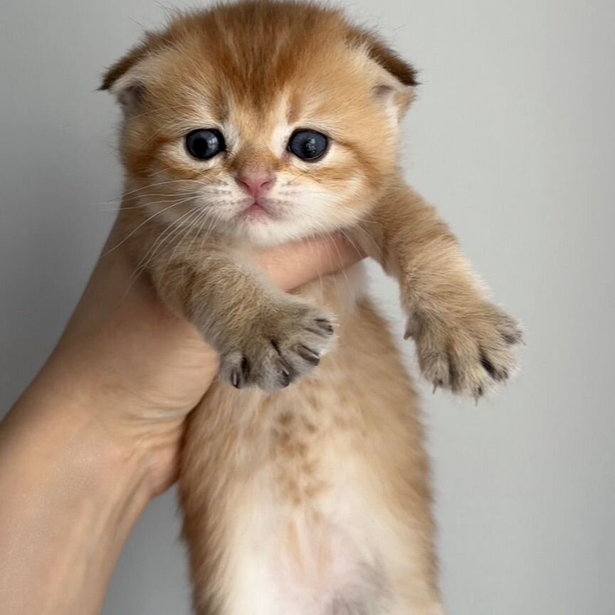 Шотландский вислоухий короткошёрстный котёнок