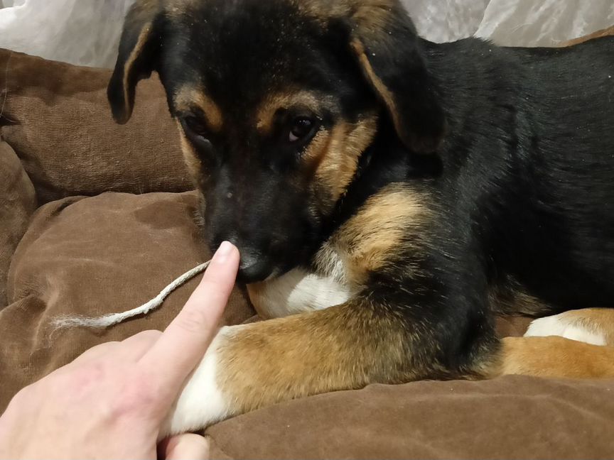 Нашли пацана, щенок в добрые руки