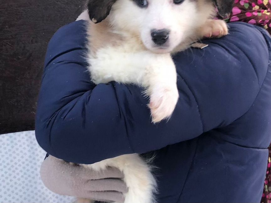 Плюшевое счастье в добрые руки