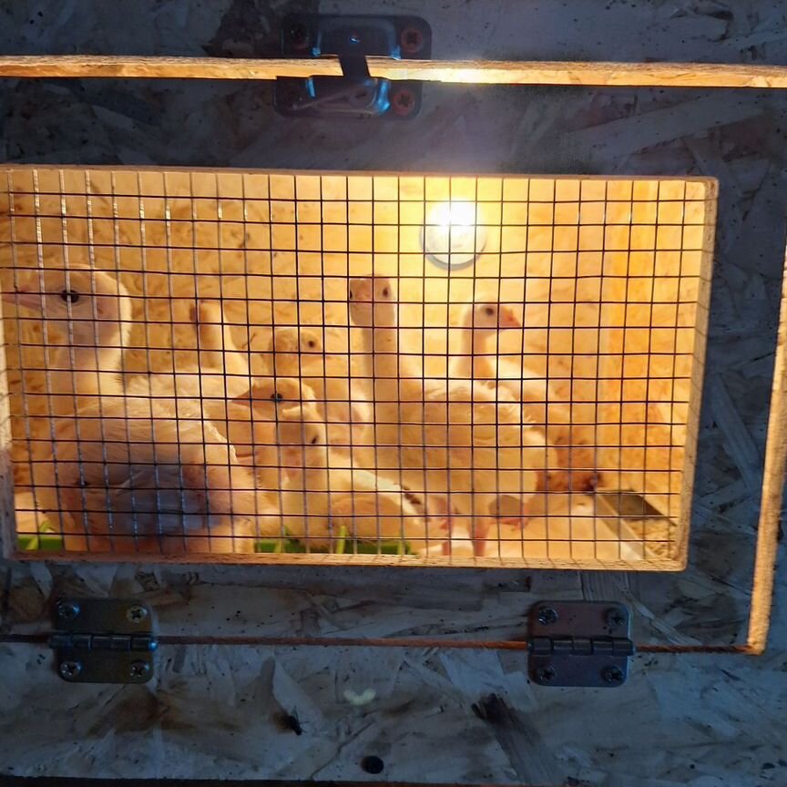 Продам инкубационное яйцо