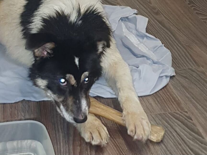 Собака найденыш