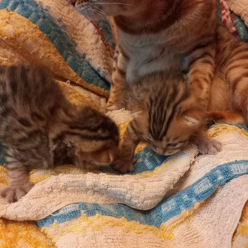 Котята бенгалы