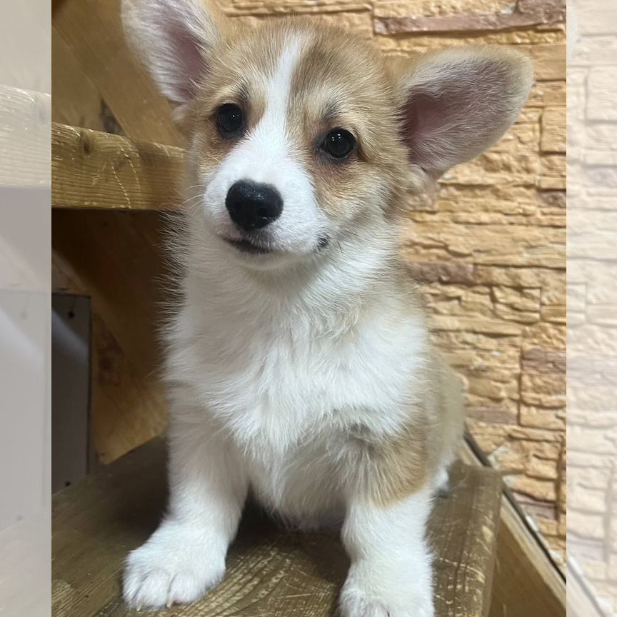 Вельш Корги Пемброк, щенок