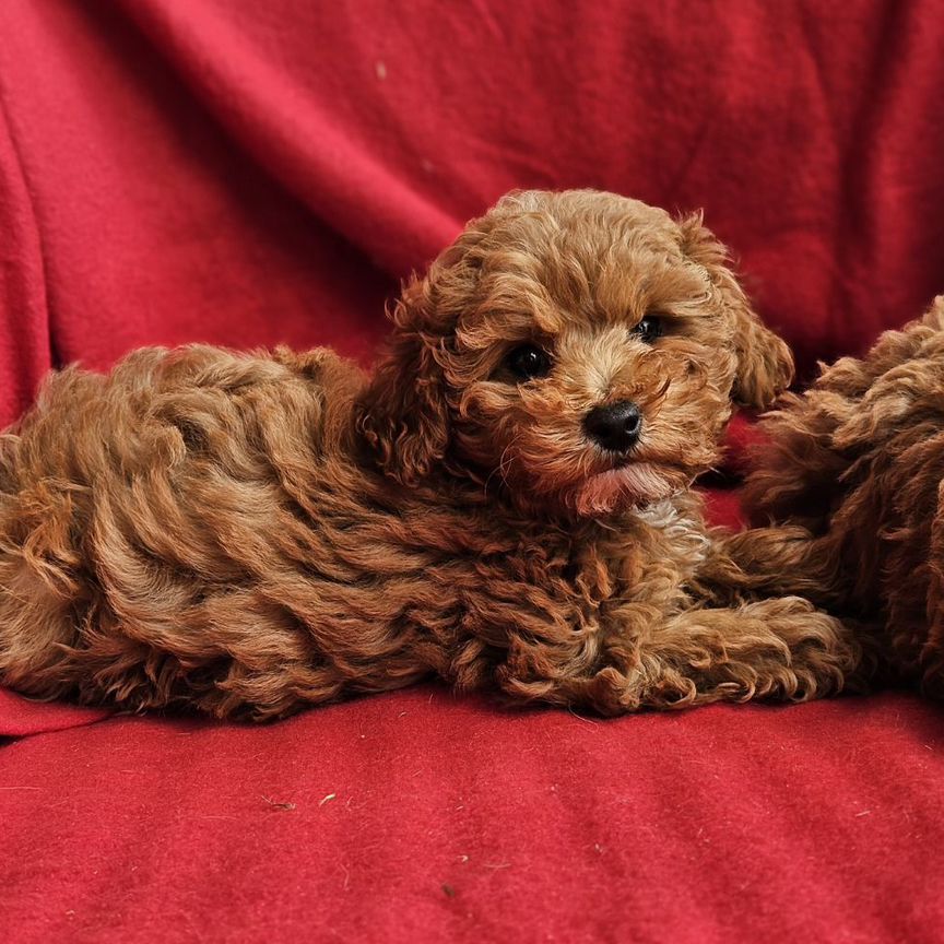 Мини мальтипу, кукольная девочка