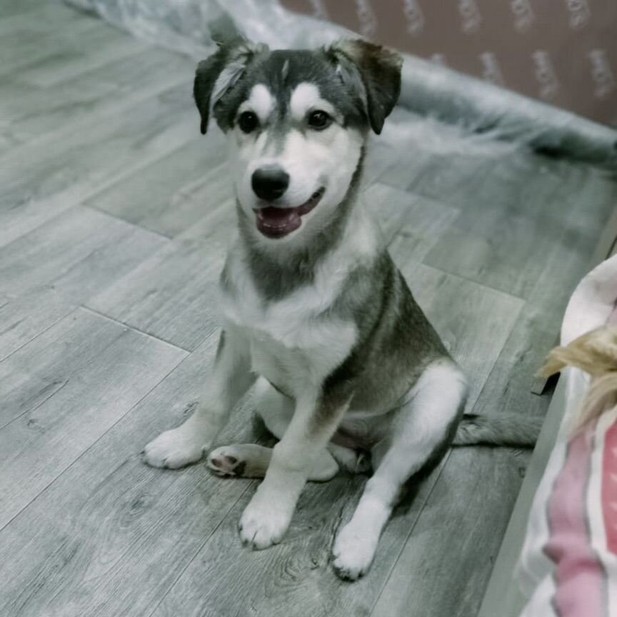 Замечательный щенок