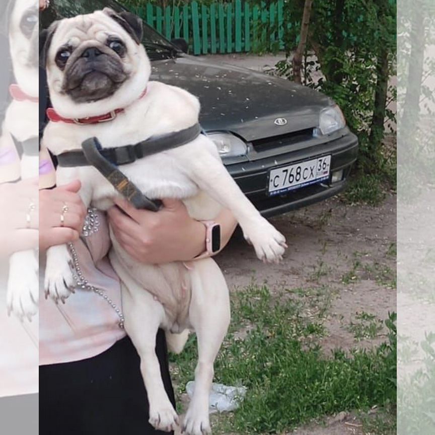 Мопсы продажа