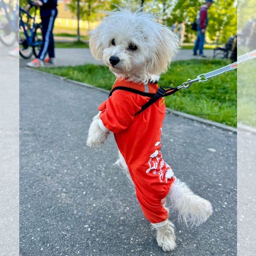 Мальтипу, щенок