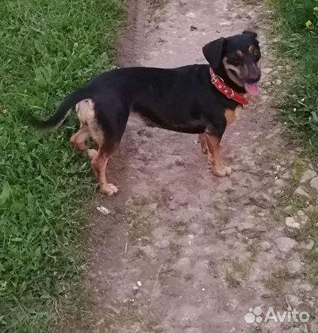 Отдам бесплатно