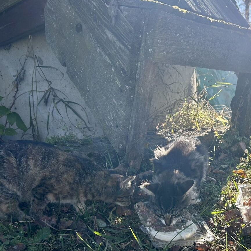 Котята в добрые руки бесплатно