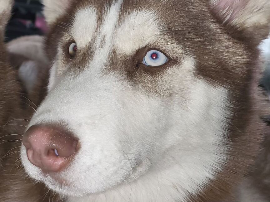 Щенки сибирской хаски