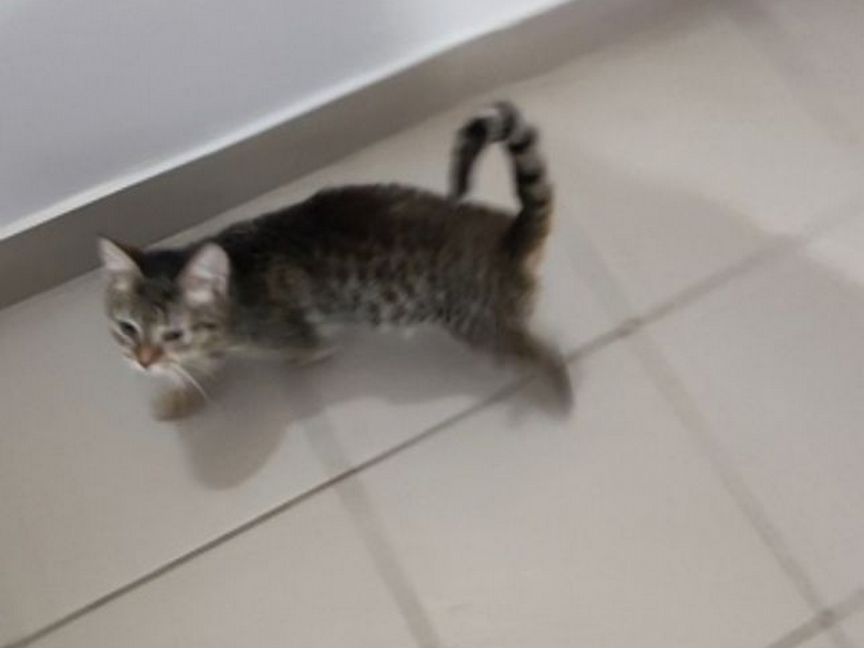 Кошка