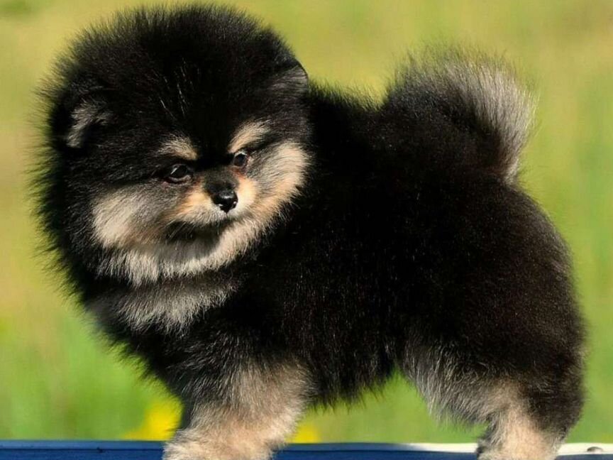 Померанский шпиц медвежьего типа