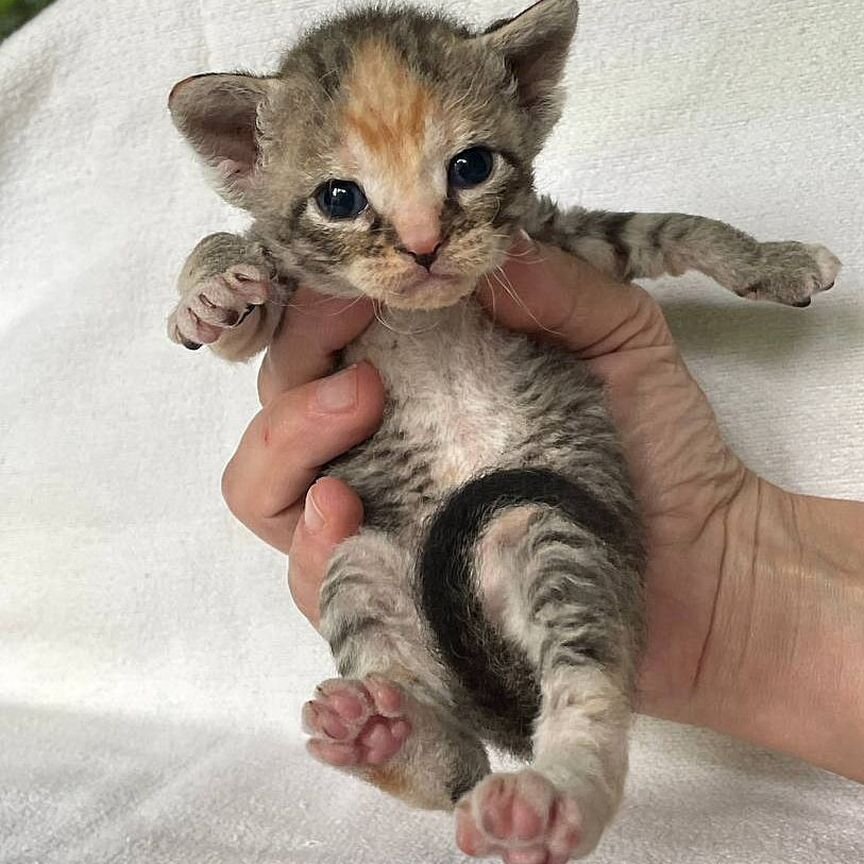 Бесплатно, в хорошие руки котенок