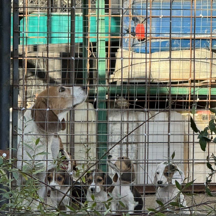 Эстонская гончая щенки